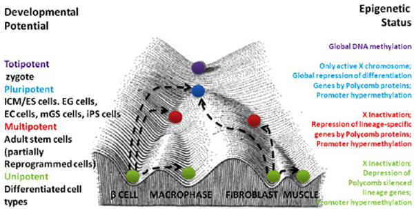 The Open Stem Cell Journal Home Page