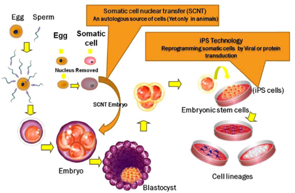 The Open Stem Cell Journal Home Page